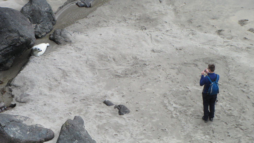 Marine disturbance in Cornwall triples in six years | Cornwall Wildlife ...