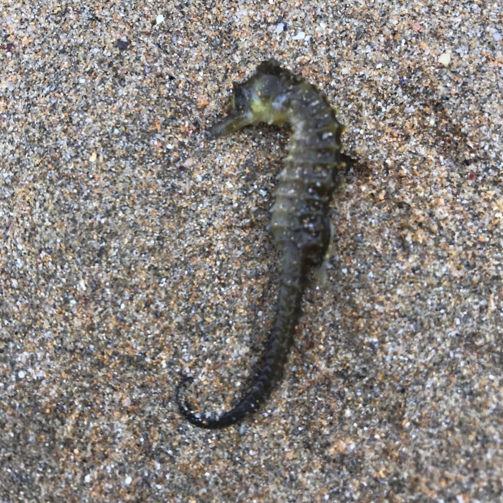 Rare cuttlefish found on beach among many washed-up victims of Cornwall ...