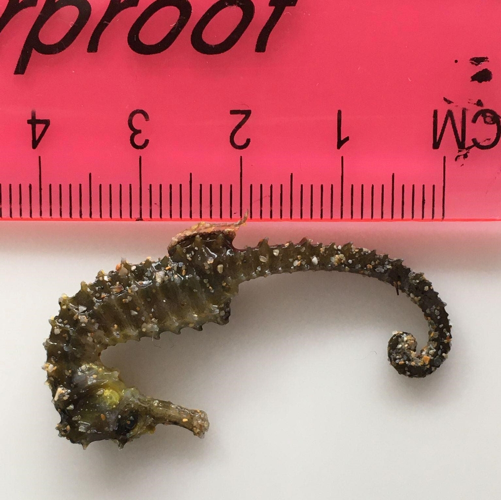 Rare cuttlefish found on beach among many washed-up victims of Cornwall ...