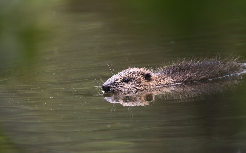 Five years of beavers bring big biodiversity and flooding benefits ...