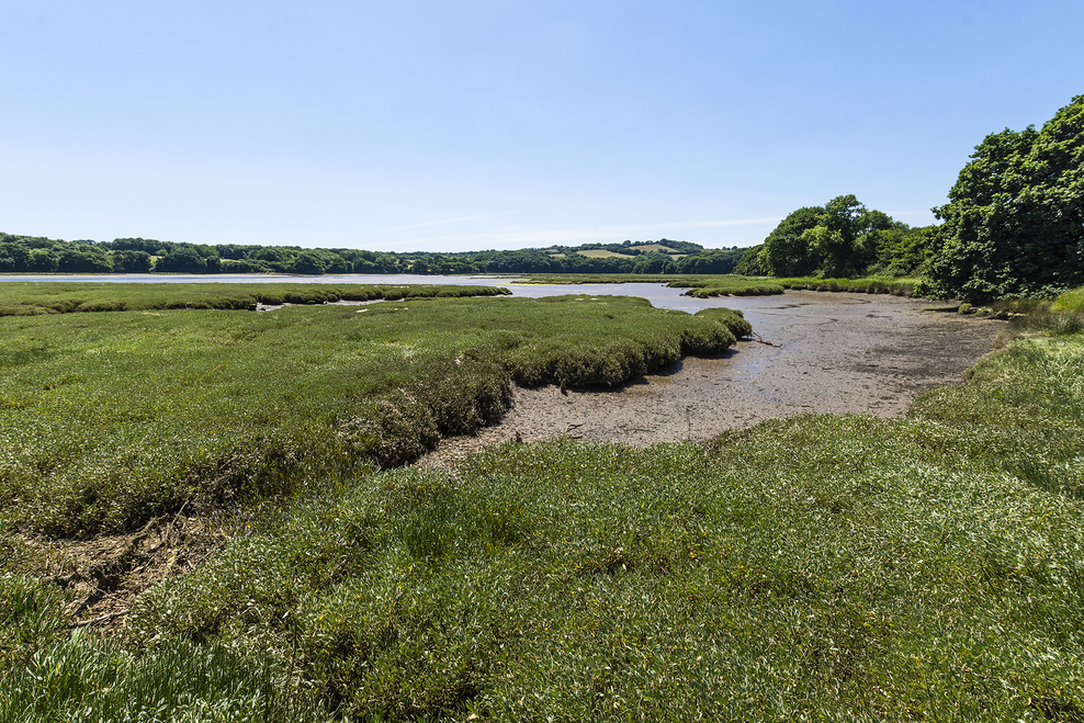 Tamar Estuary | Cornwall Wildlife Trust