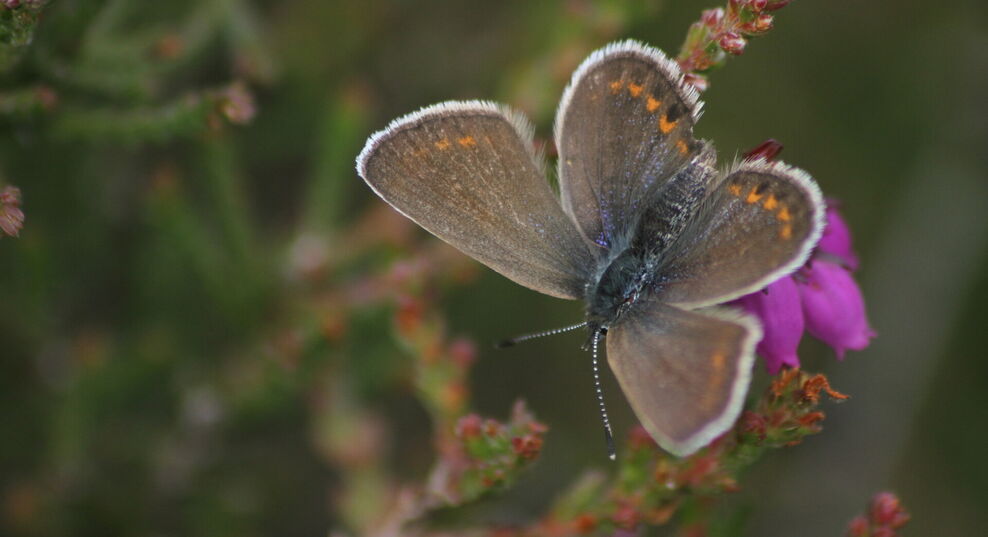 Beguiled by blues | Cornwall Wildlife Trust