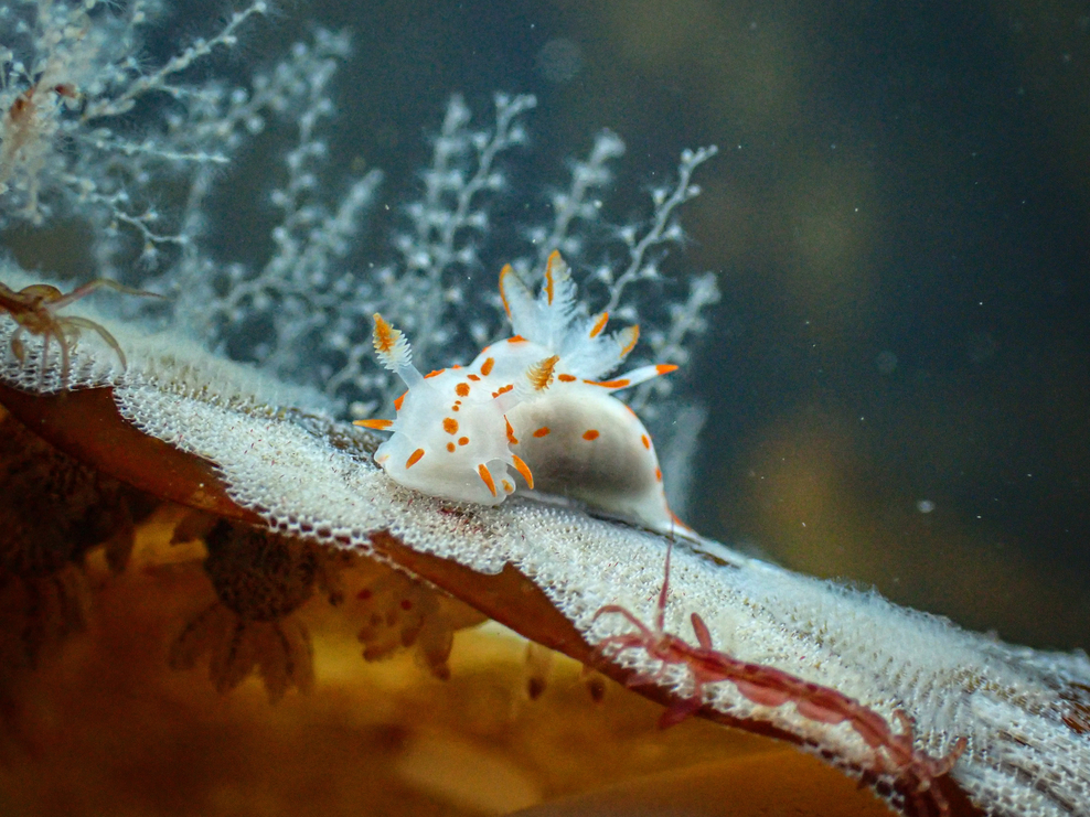 2023 Wildlife Photography Competition | Cornwall Wildlife Trust