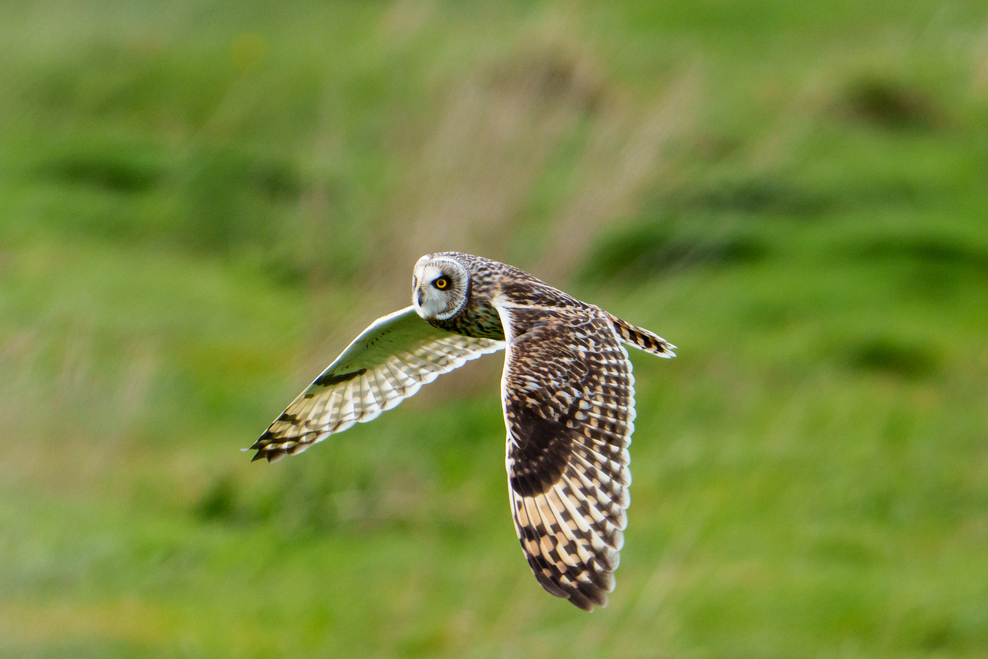 2023 Wildlife Photography Competition | Cornwall Wildlife Trust