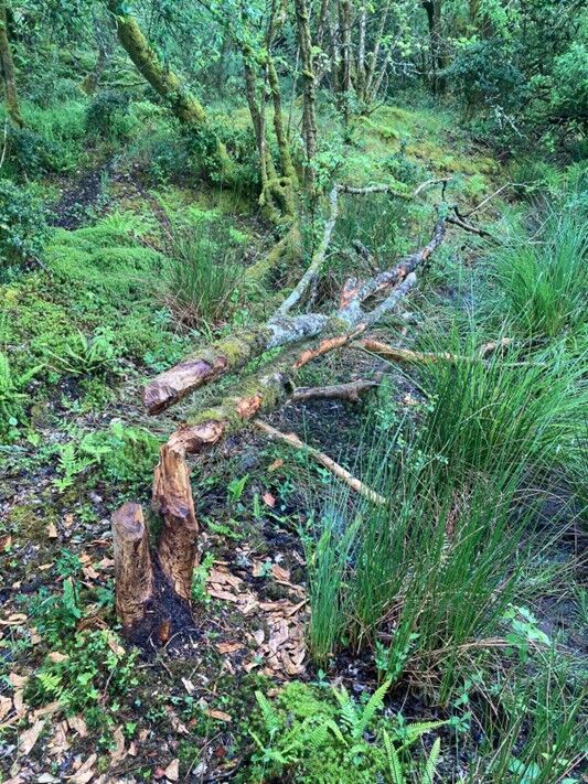 Six months of beavers at Helman Tor: what's changed? | Cornwall ...