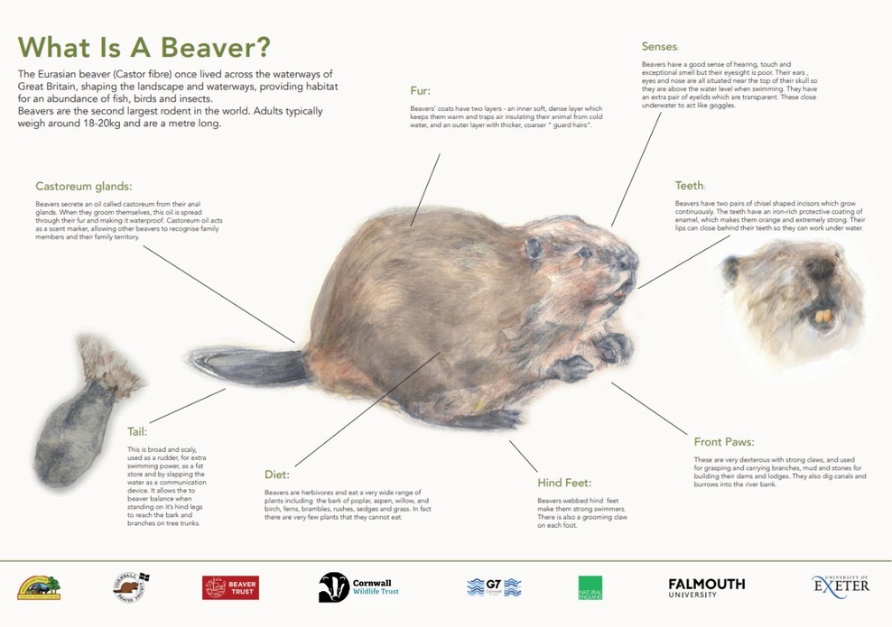 Cornwall Beaver Project | Cornwall Wildlife Trust
