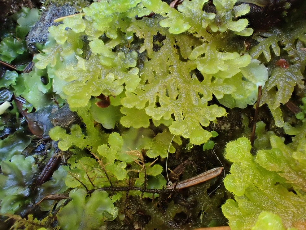 Temperate Rainforest Restoration Project | Cornwall Wildlife Trust