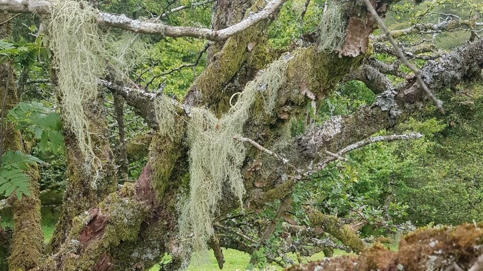 Temperate Rainforest Restoration Project | Cornwall Wildlife Trust