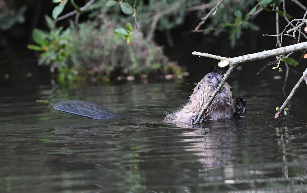 Beavers in the Wild | Cornwall Wildlife Trust