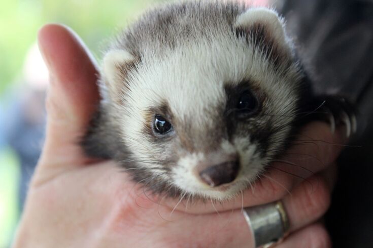 Wildlife Celebration | Cornwall Wildlife Trust