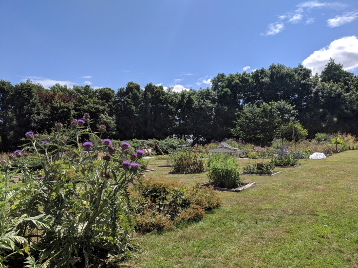 Online Open Garden Series - Trevoole | Cornwall Wildlife Trust