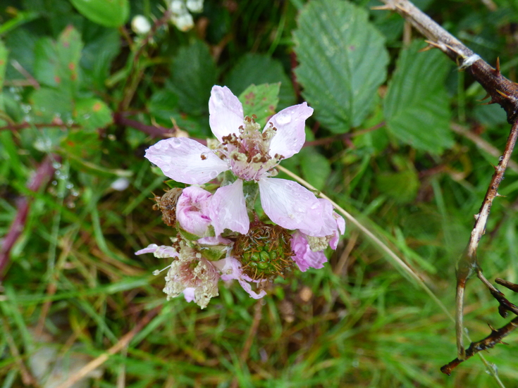Brambles - are they garden plants? | Cornwall Wildlife Trust