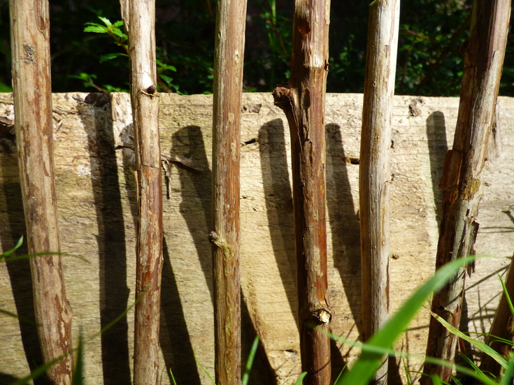 Canes, sticks and edible jewels in the fruit and wildlife garden ...