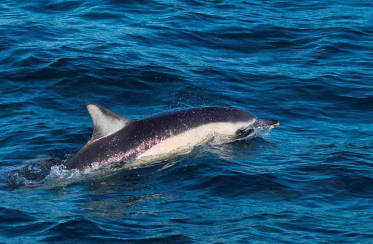 The five best places to spot dolphins in West Cornwall | Cornwall ...