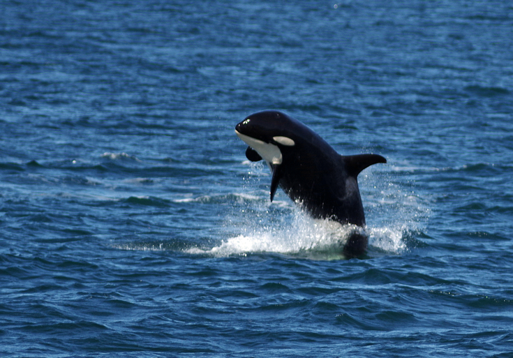 Orca in Cornwall: the tale of an ocean giant | Cornwall Wildlife Trust