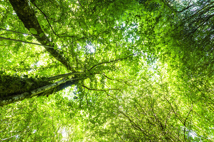 Cabilla & Redrice Woods | Cornwall Wildlife Trust