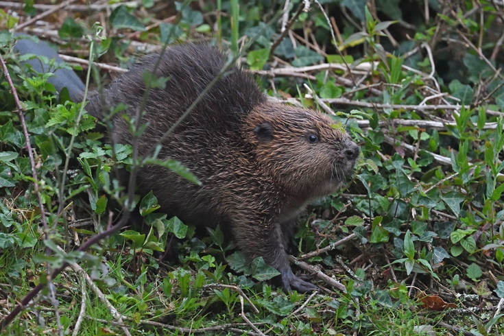 Five years of beavers bring big biodiversity and flooding benefits ...