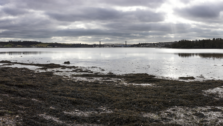 Tamar Estuary | Cornwall Wildlife Trust