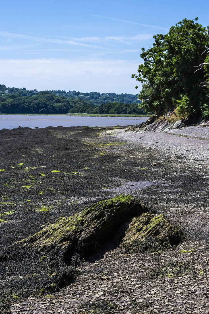 Tamar Estuary | Cornwall Wildlife Trust