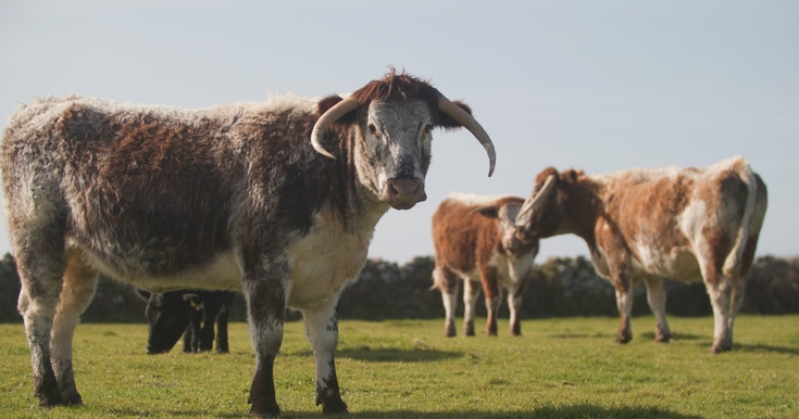 Rewilding Helman Tor Project | Cornwall Wildlife Trust
