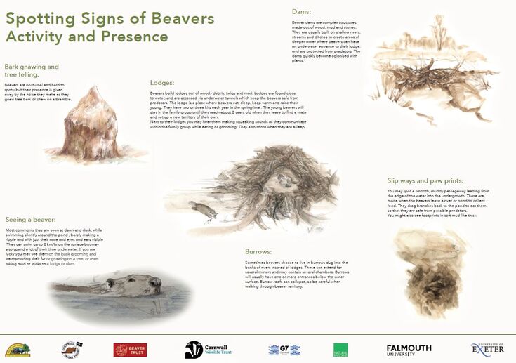 Cornwall Beaver Project | Cornwall Wildlife Trust