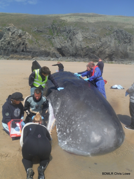 Protecting Cornwall’s seas – Cornwall Wildlife Trust’s marine review ...