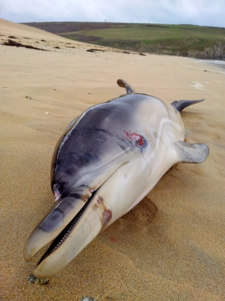 Seven year high for strandings of whales, dolphins and porpoises on UK ...