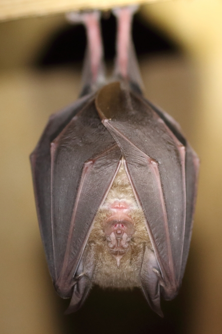 Greater horseshoe bat | Cornwall Wildlife Trust
