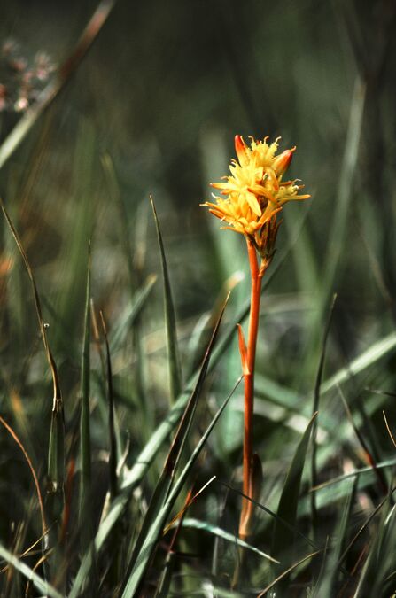 Bog asphodel | Cornwall Wildlife Trust