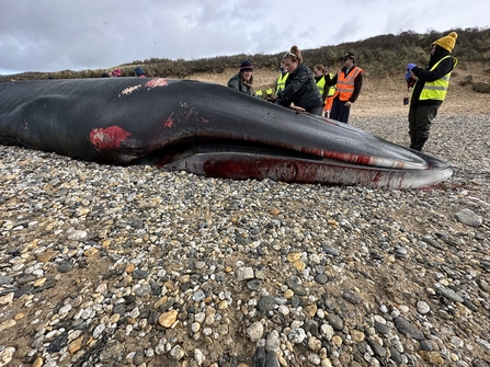 Stranded fin whale on Fistral beach | Cornwall Wildlife Trust