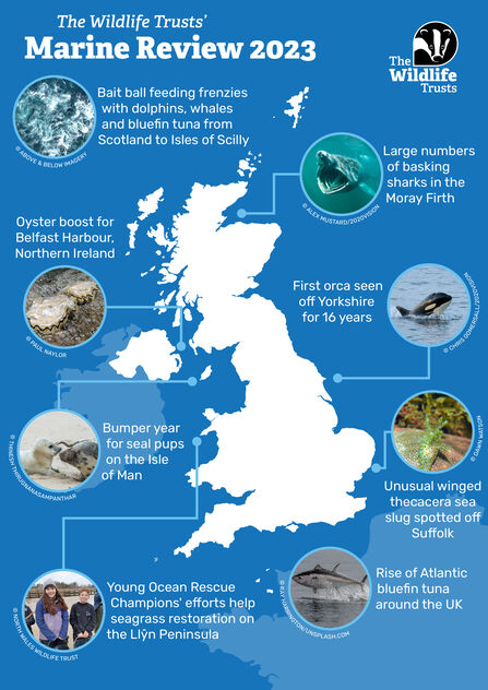The Wildlife Trusts’ marine highlights and challenges of 2023 ...