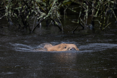 Beavers in the Wild | Cornwall Wildlife Trust