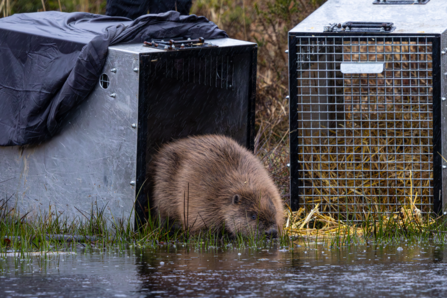 Beavers in the Wild | Cornwall Wildlife Trust