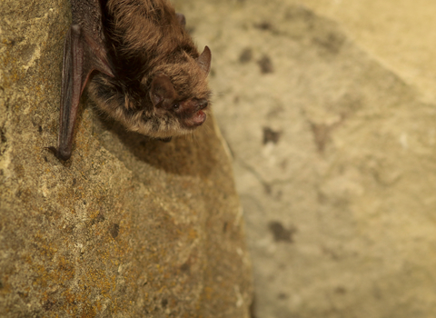 Whiskered bat | Cornwall Wildlife Trust