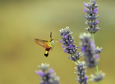 Broad-bordered bee hawk-moth | Cornwall Wildlife Trust
