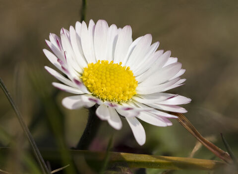 Common daisy | Cornwall Wildlife Trust
