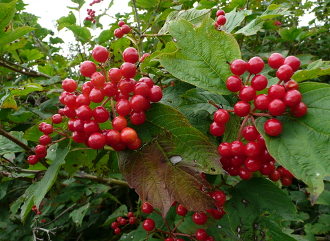 Guelder-rose | Cornwall Wildlife Trust