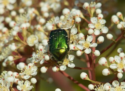 Rose chafer | Cornwall Wildlife Trust