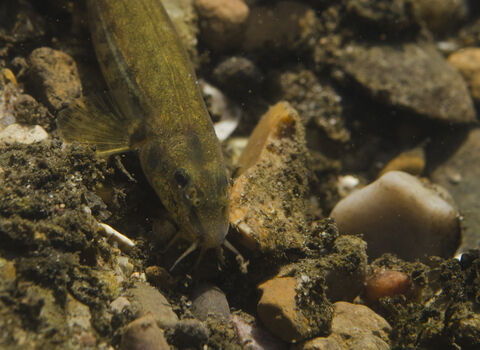 Stone loach | Cornwall Wildlife Trust
