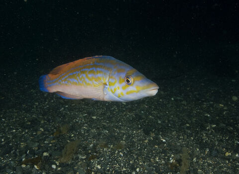 Cuckoo wrasse | Cornwall Wildlife Trust