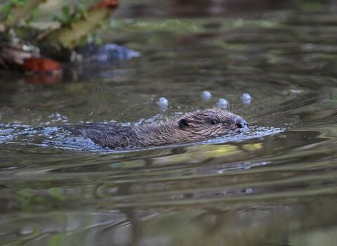 Beaver | Cornwall Wildlife Trust