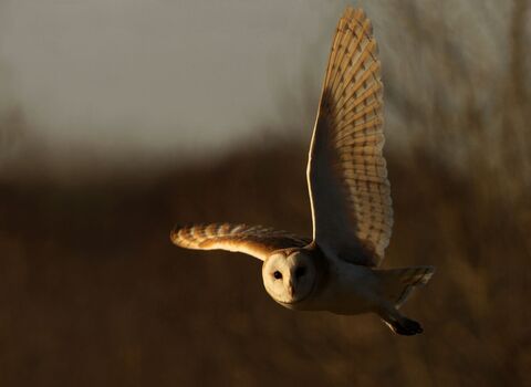 Escape to Cornwall’s nature reserves: Cabilla & Redrice Woods (A winter ...