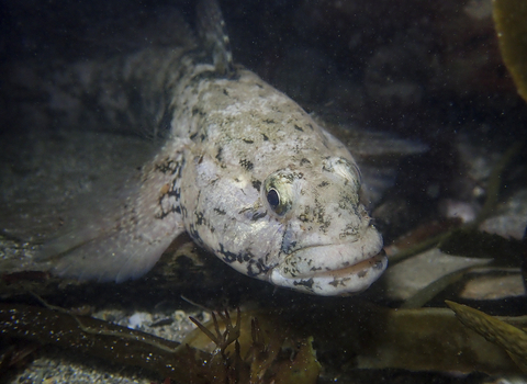 Giant goby | Cornwall Wildlife Trust