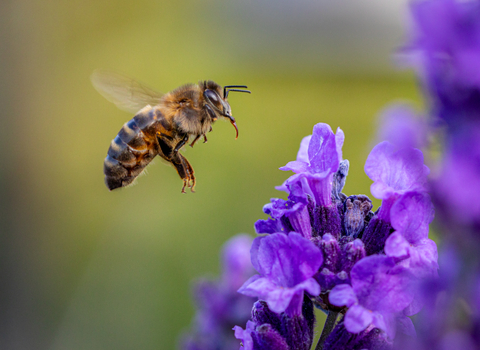 Cornwall Wildlife Trust | Cornwall Wildlife Trust